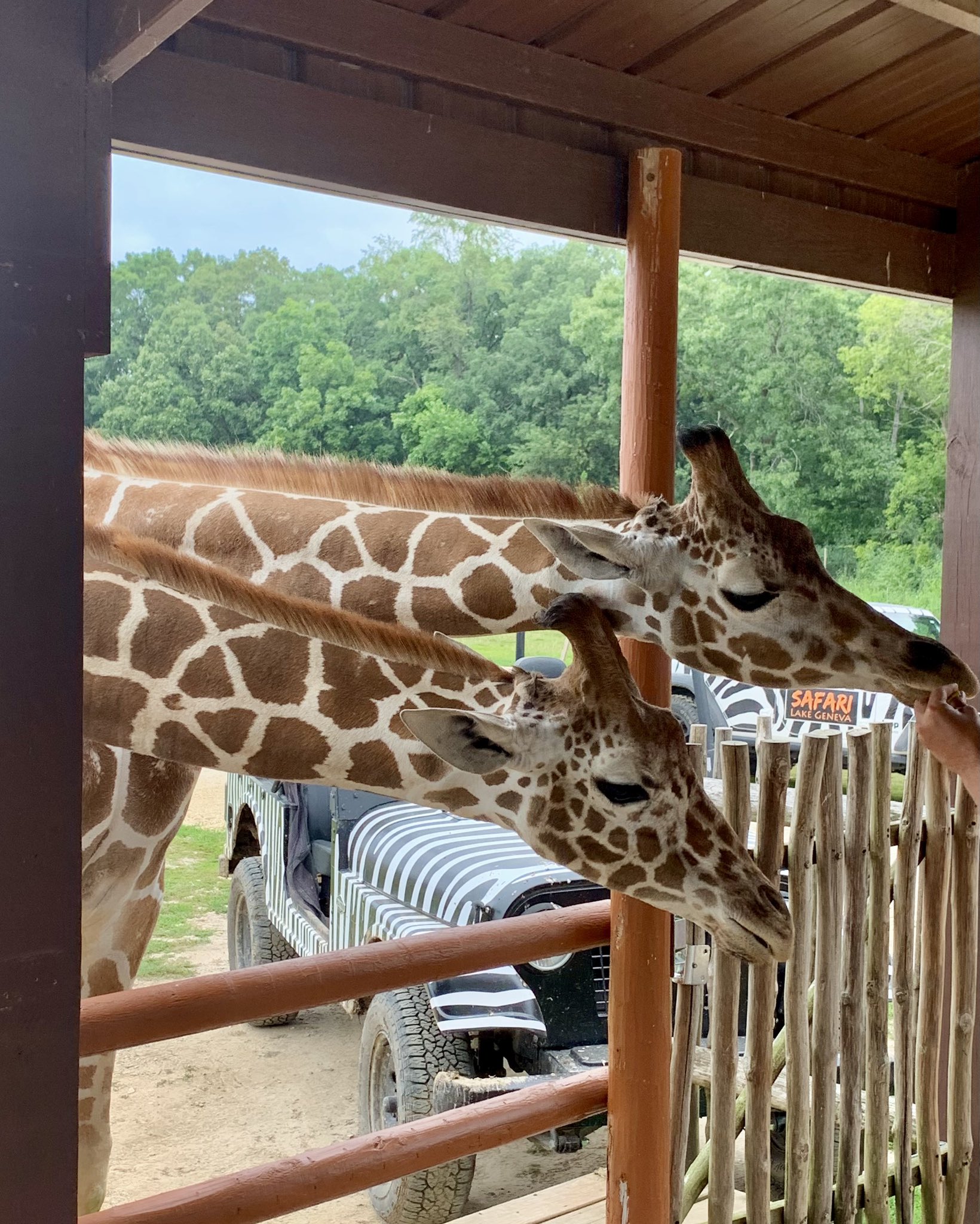 Lake Geneva Petting Zoo