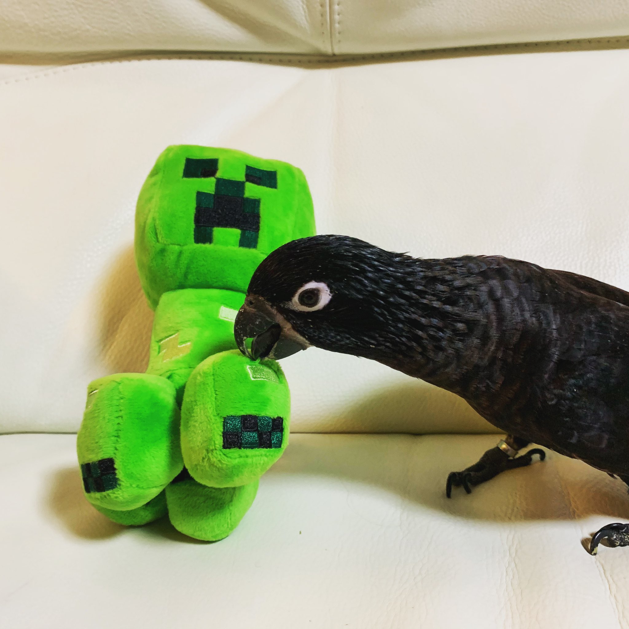 Hideaki Utsumi on Twitter: "Creeper and Kuromi #minecraft https://t.co/hXUJ6Uvd2b" / Twitter