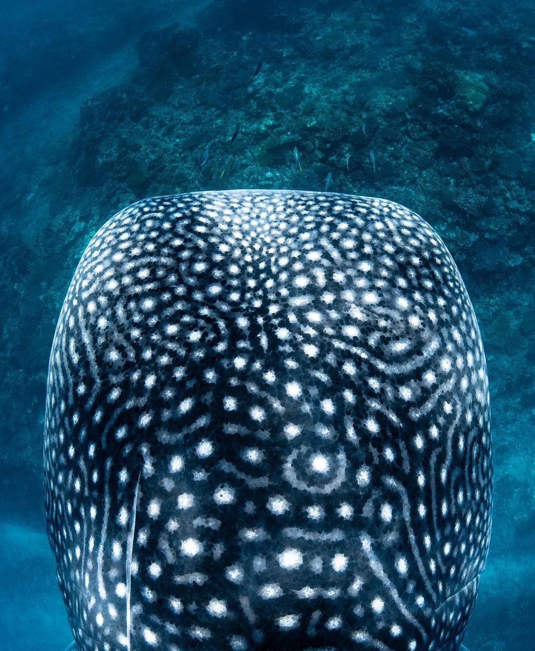 Whale Shark Skin Texture