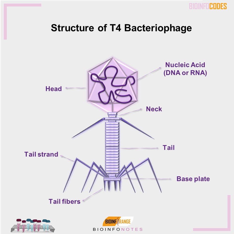 Bacteriophage T4