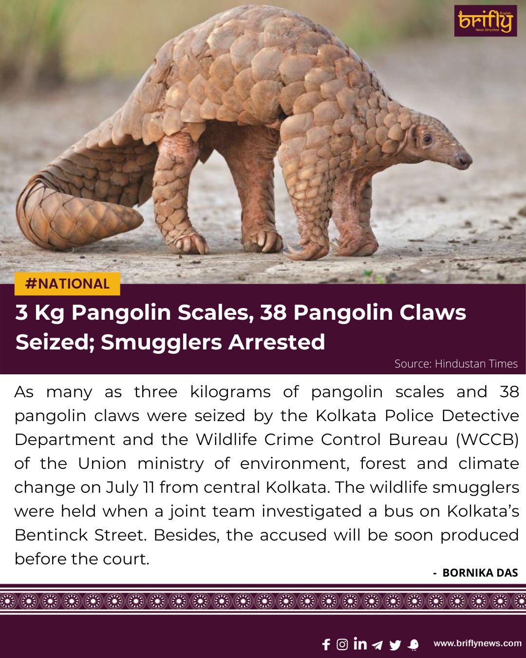 Pangolin Claws