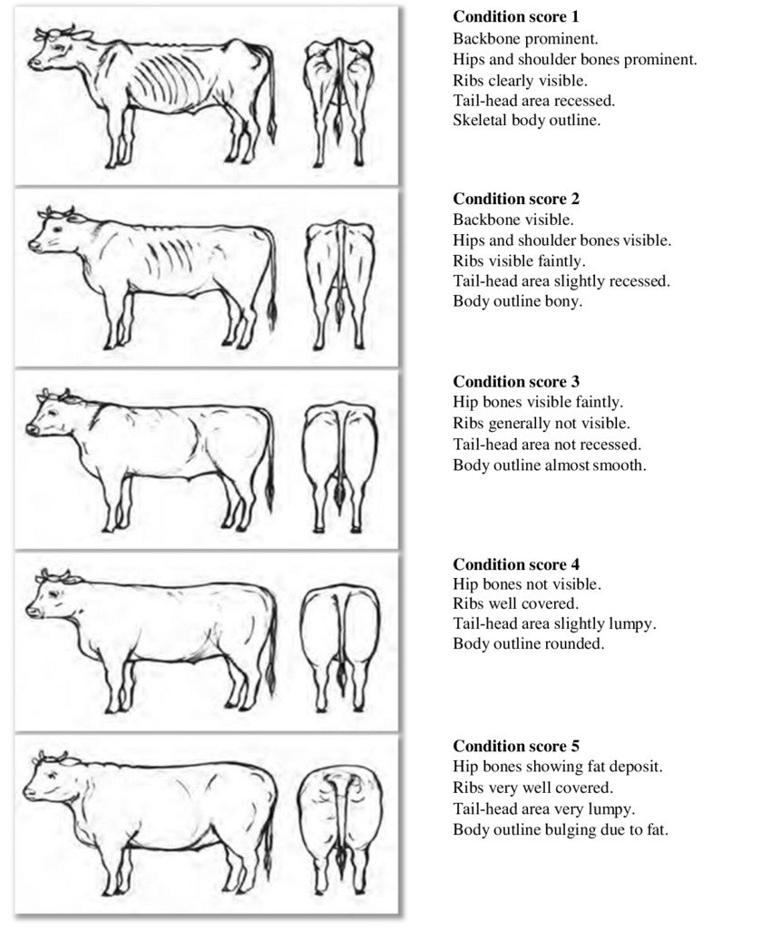 Panggil aja Purbo on Twitter: "BCS (Body Condition Score) / SKT (Skor Kondisi Tubuh) adalah ...