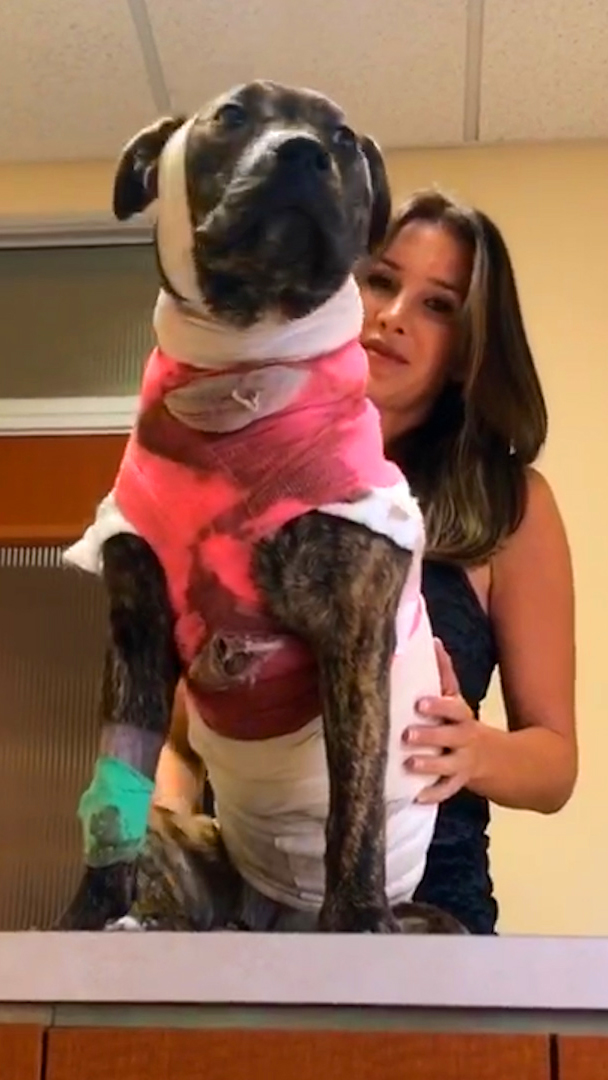 The Dodo on Twitter: "No one knew if this pittie would make it — until she started playing with ...