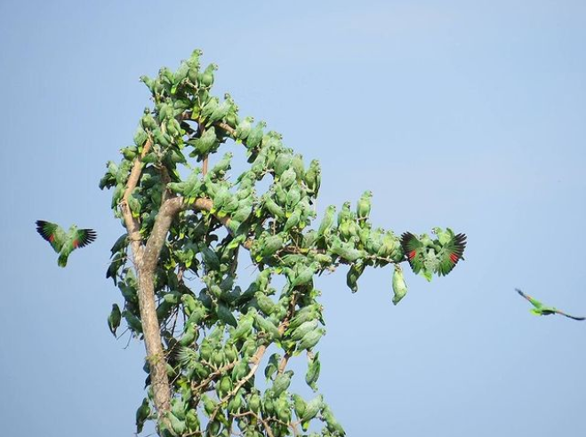 Biodiversidade Brasileira on Twitter: Biodiversidade Brasileira on Twitter: