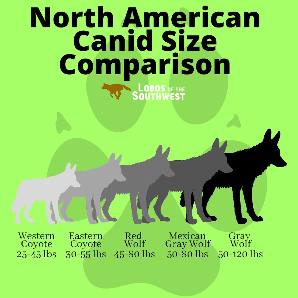 Eurasian Wolf Vs North American Wolf