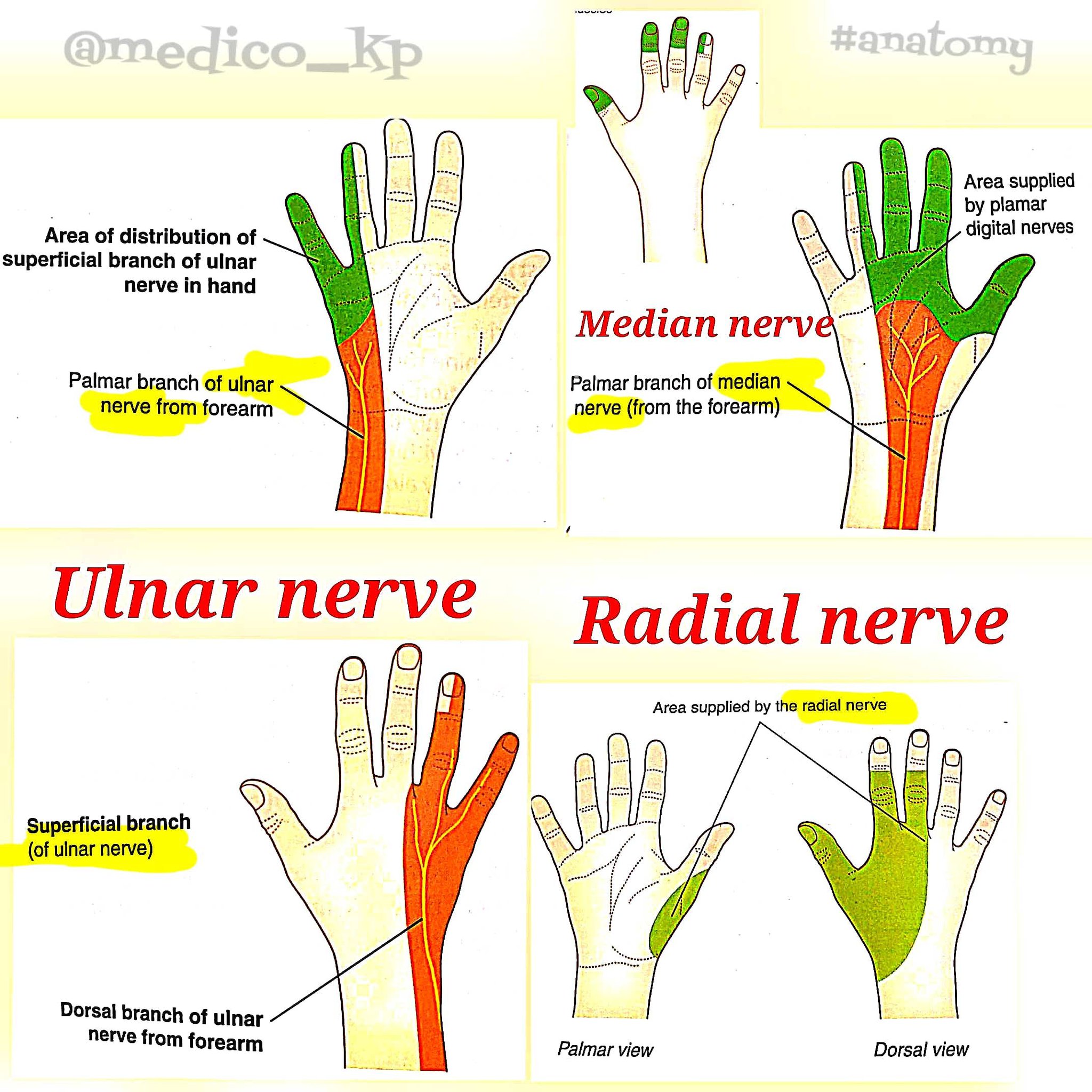 Median Nerve Hand