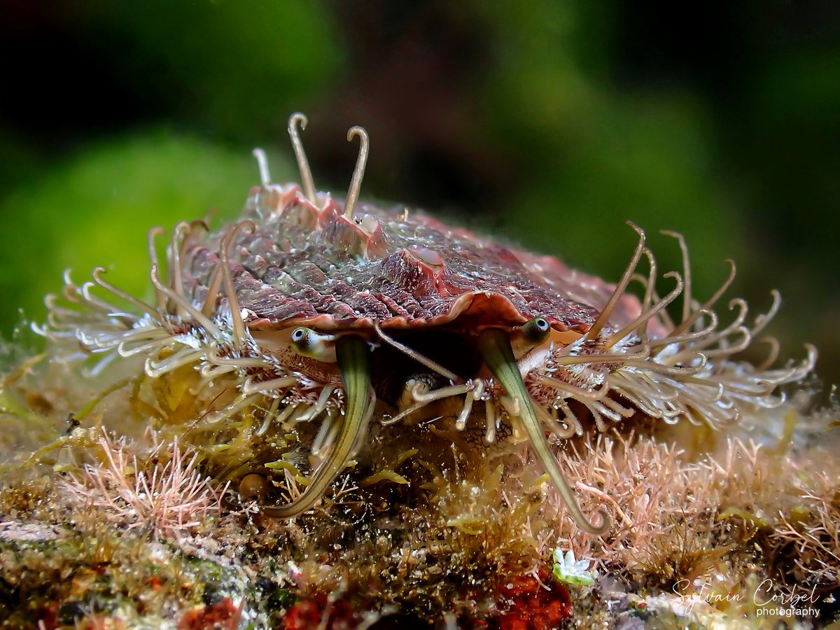 Haliotis unilateralis, a funny looking sea snail : r/AIDKE
