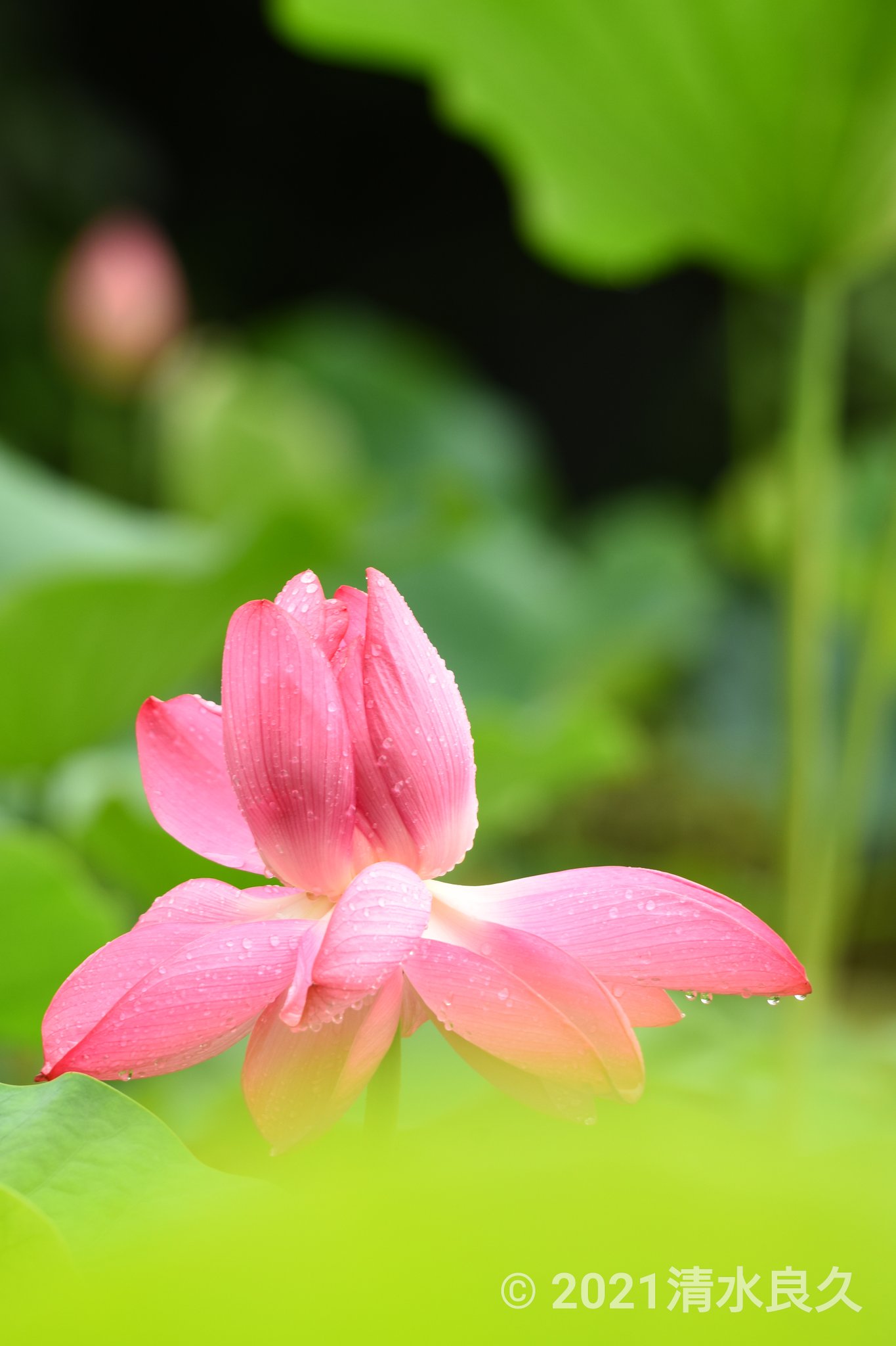 Shimizu Yoshihisa on Twitter: "本日の「ふがいない僕は空を見た」シリーズ 特別編 「プリマドンナ」 撮影場所 ...