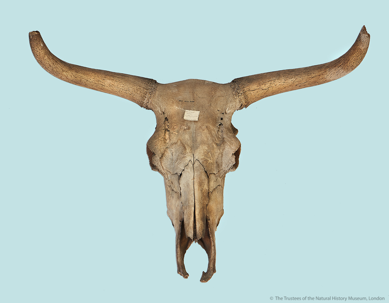 Aurochs Skeleton