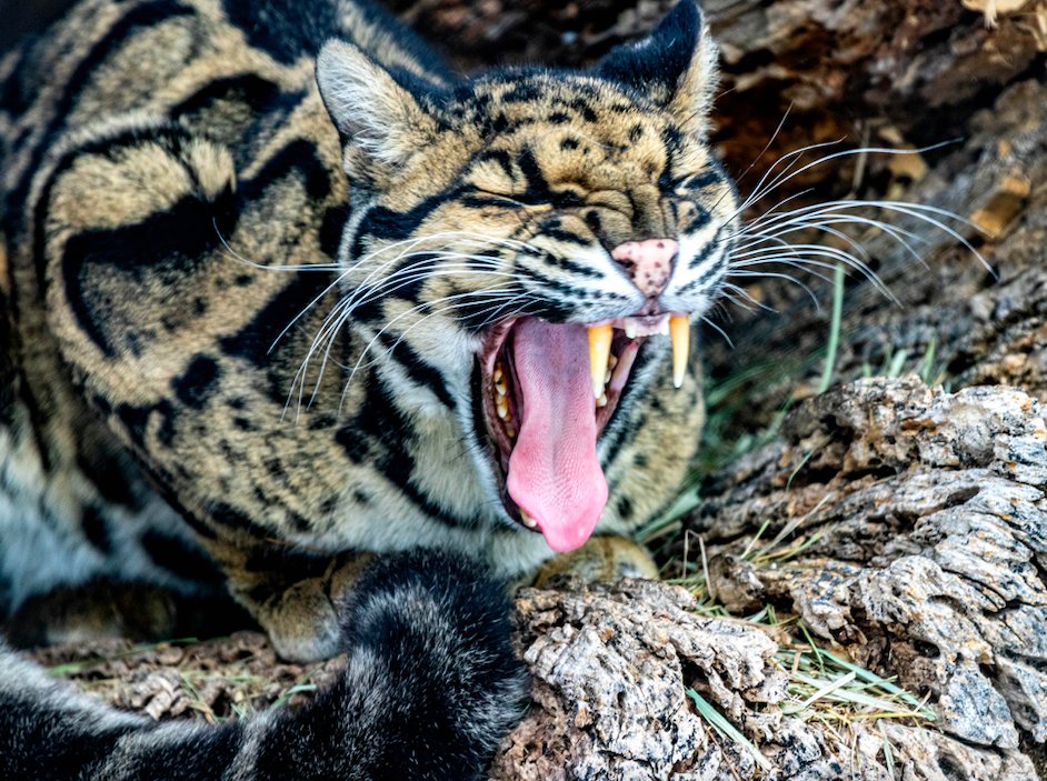 Do Ocelots Roar