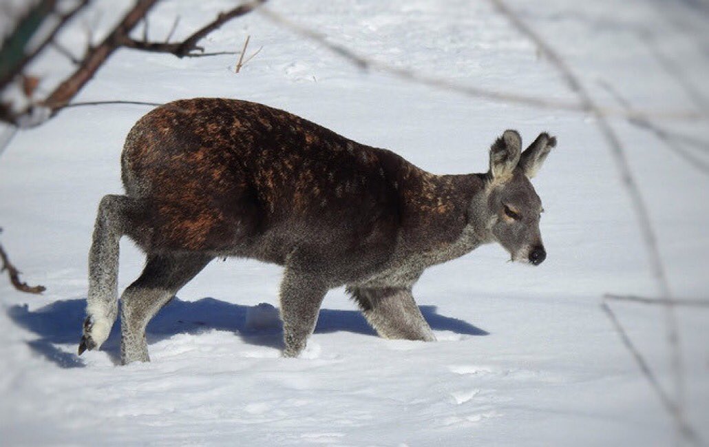 Himalayan Musk Deer Pods