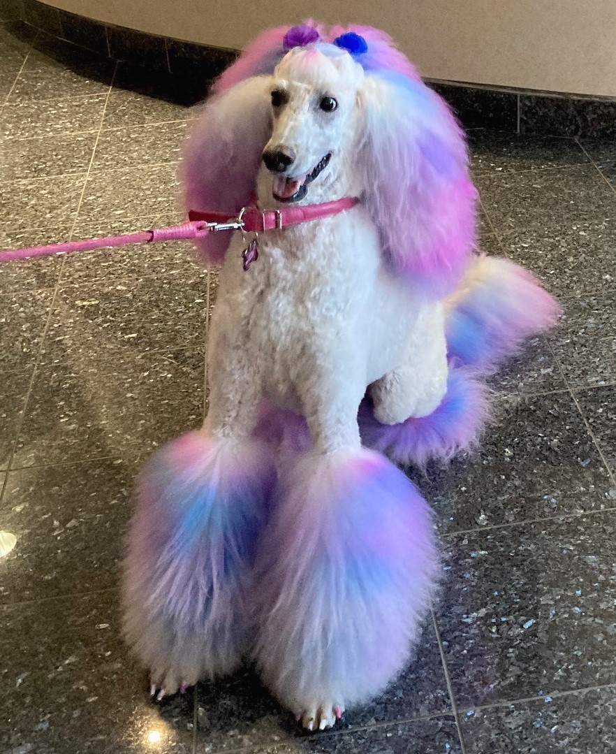 Purple Standard Poodle