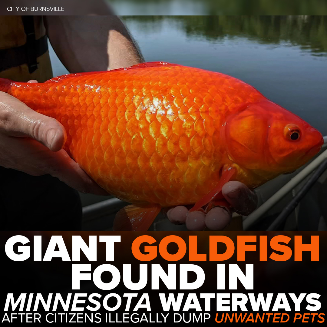 Real Giant Goldfish
