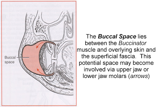 Buccal Space