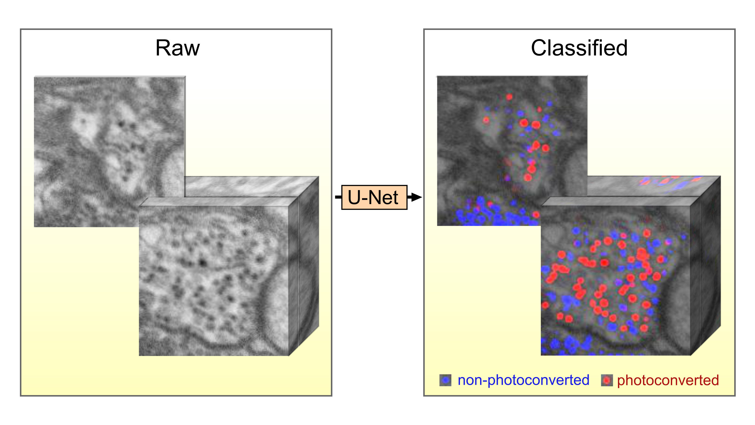 Neural Computation Lab on Twitter: "Want to identify active synapses or estimate synaptic ...