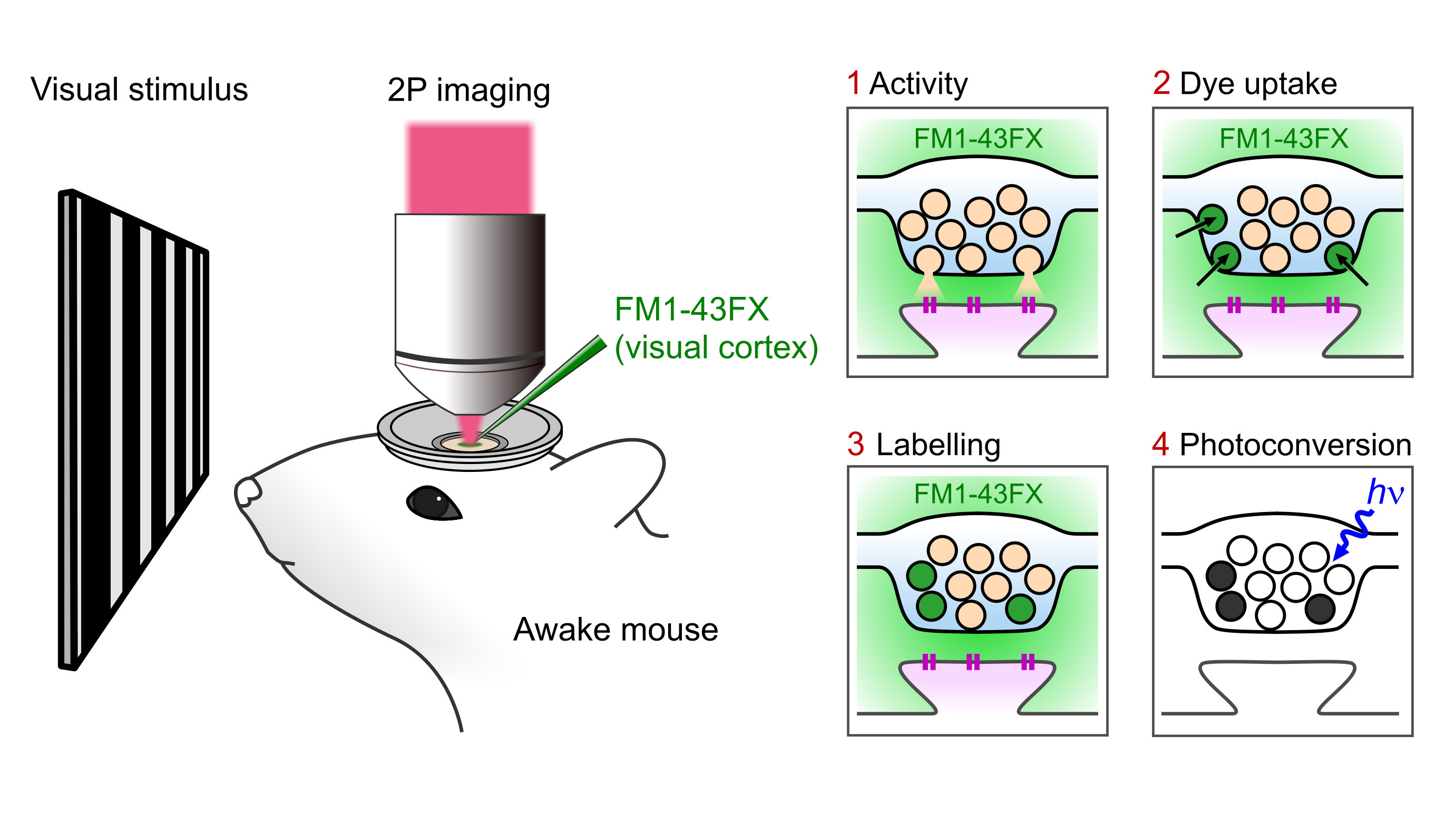 Neural Computation Lab on Twitter: "Want to identify active synapses or estimate synaptic ...