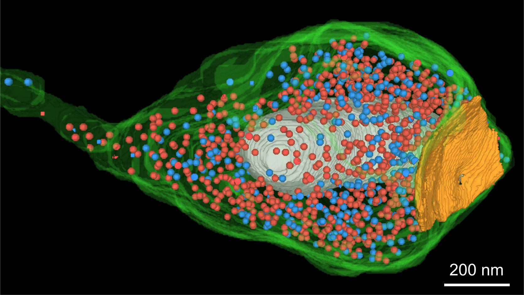 Neural Computation Lab on Twitter: "Want to identify active synapses or estimate synaptic ...