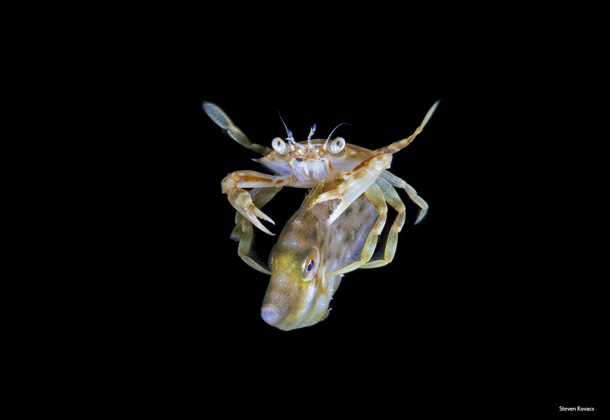 An evil-looking crab and his steed, photographed off Palm Beach Florida ...