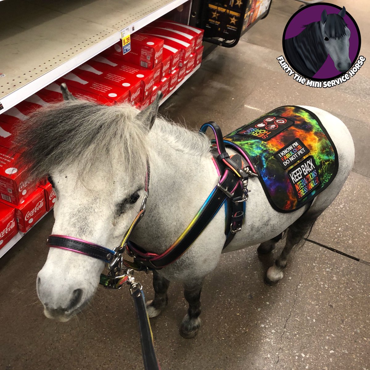 Service Miniature Horses