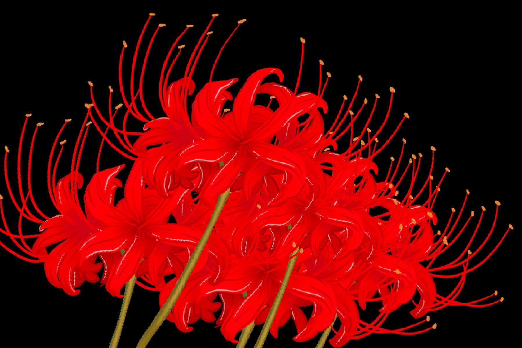 Red Spider Lily Inuyasha