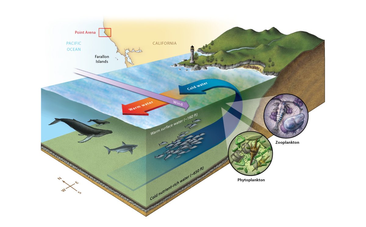 Ocean Current Upwelling Animation
