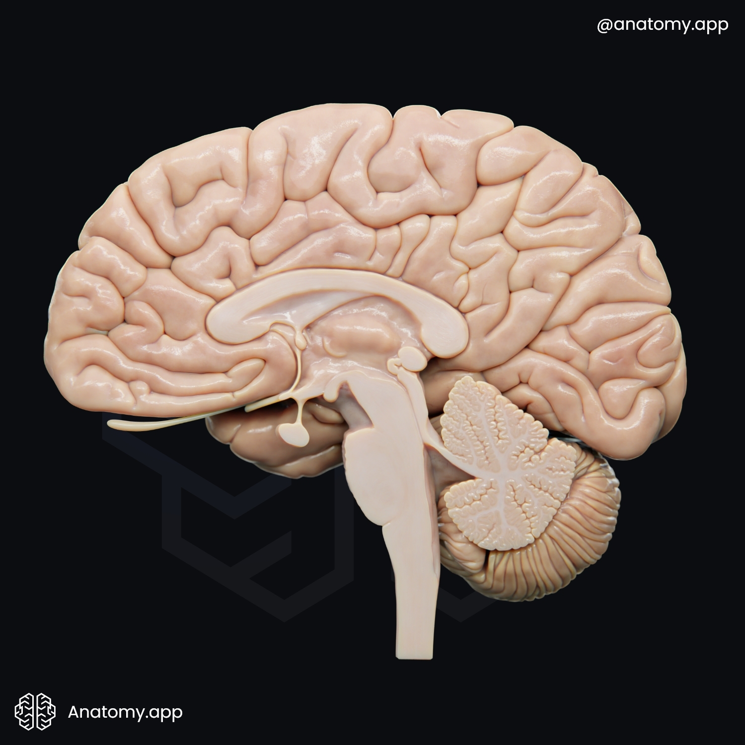 Human Brain Unlabeled