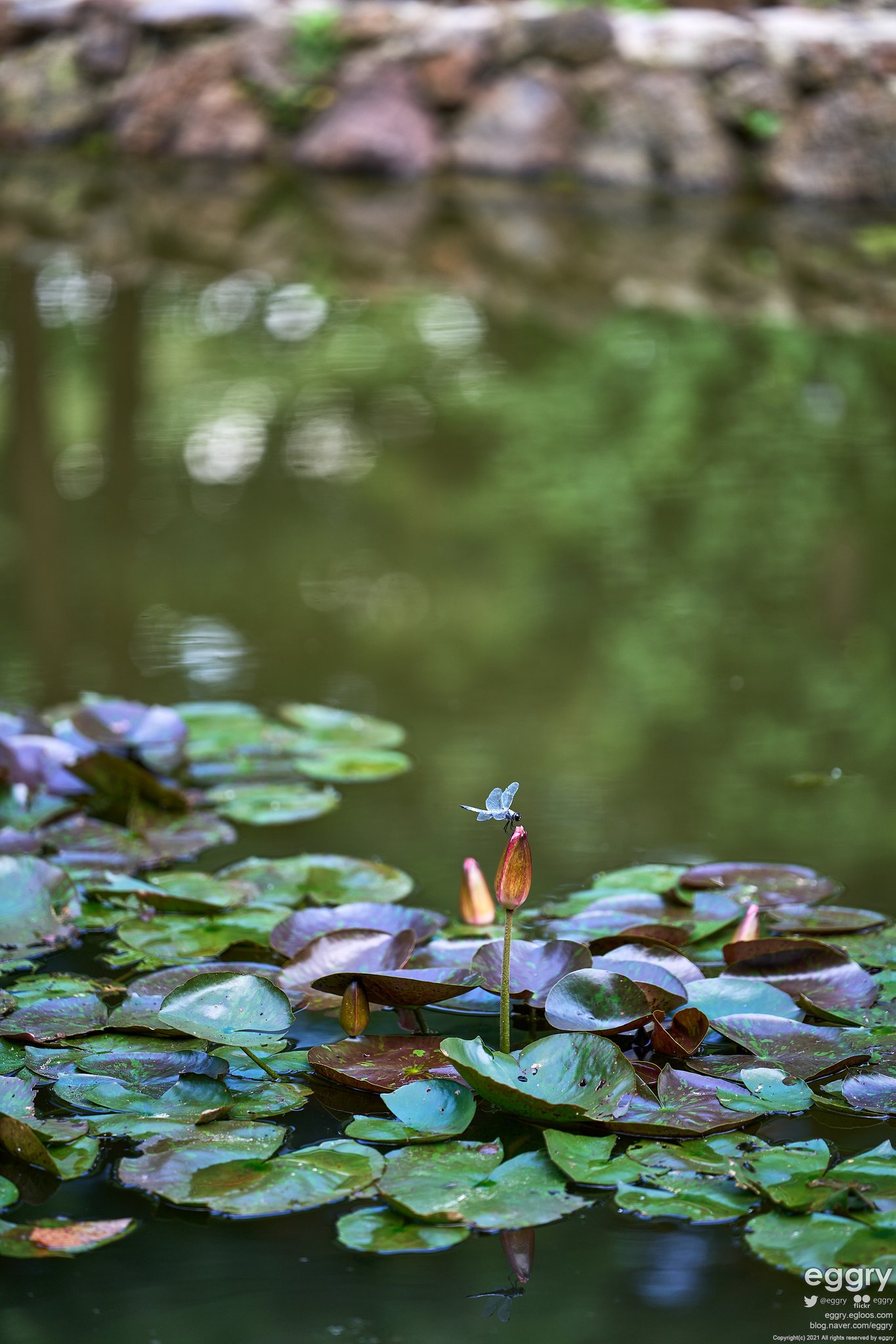 eggry on Twitter: "20210714 #세미원 #양평두물머리 #양평…