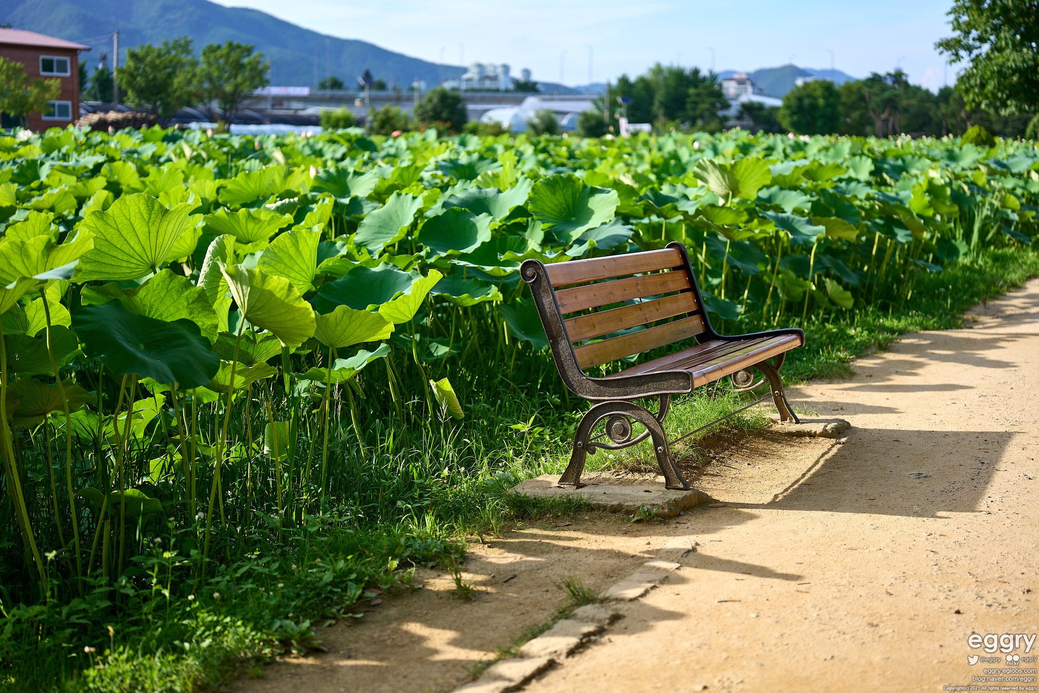 eggry on Twitter: "20210714 #세미원 #양평두물머리 #양평…