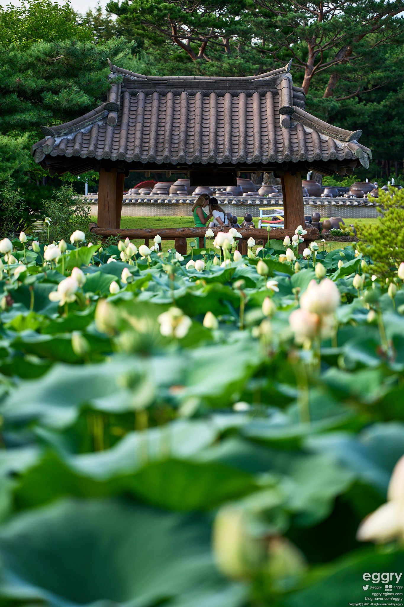 eggry on Twitter: "20210714 #세미원 #양평두물머리 #양평…