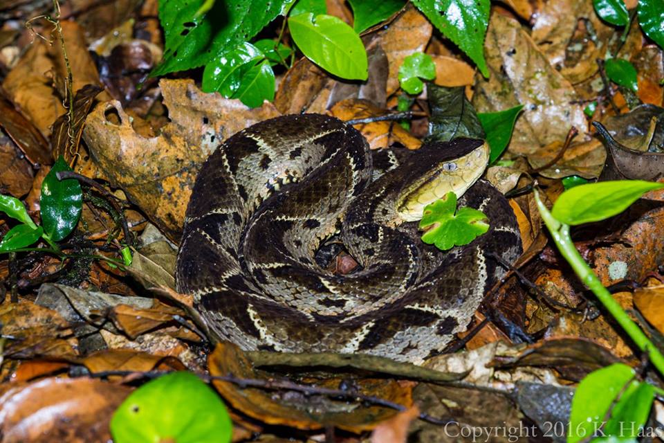 Fer De Lance Snake Fangs