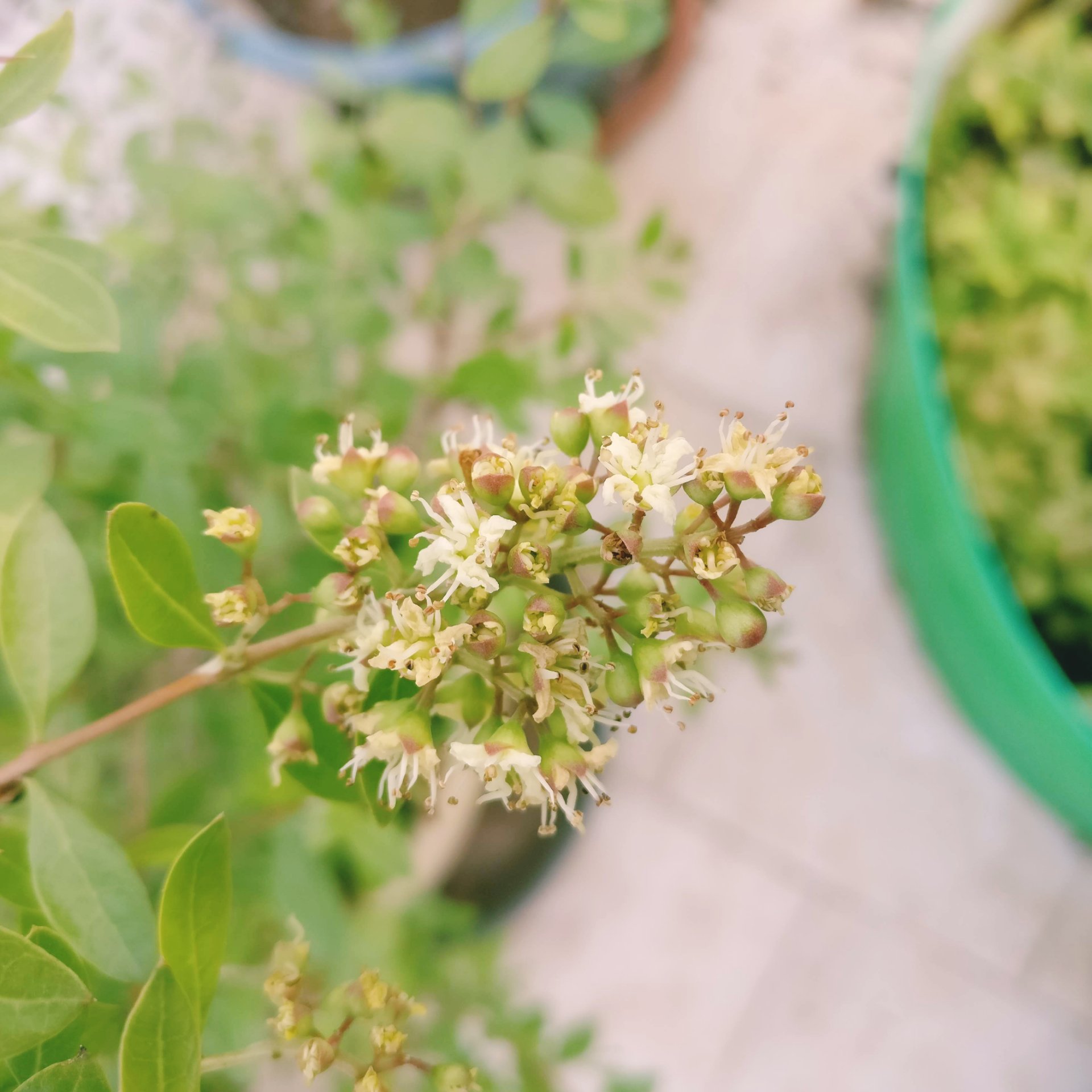 Lawsonia Inermis Flower