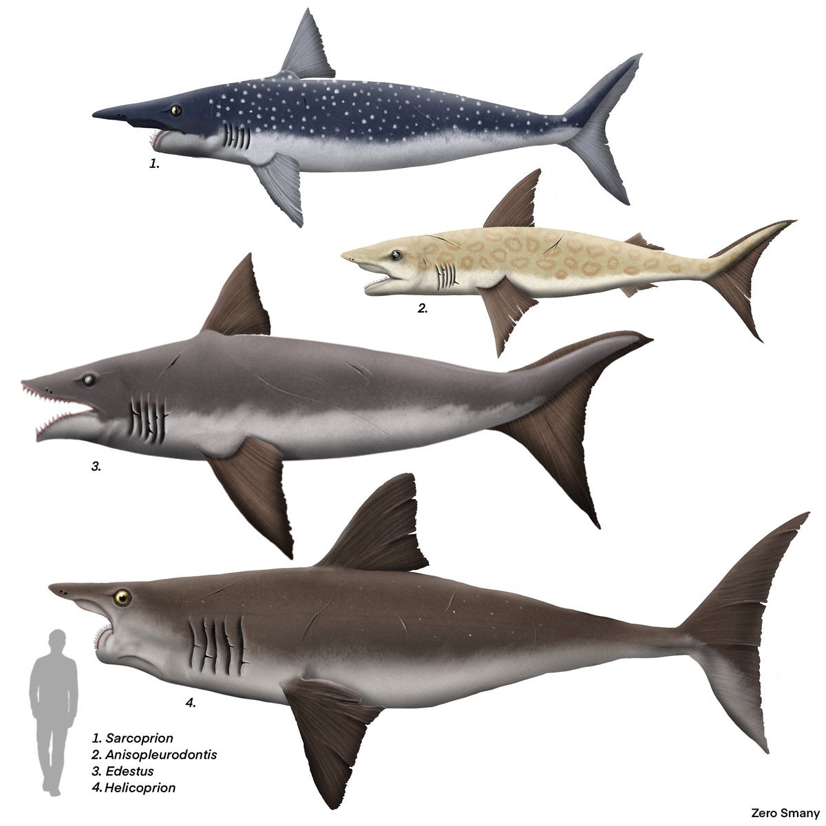 Devonian Sharks