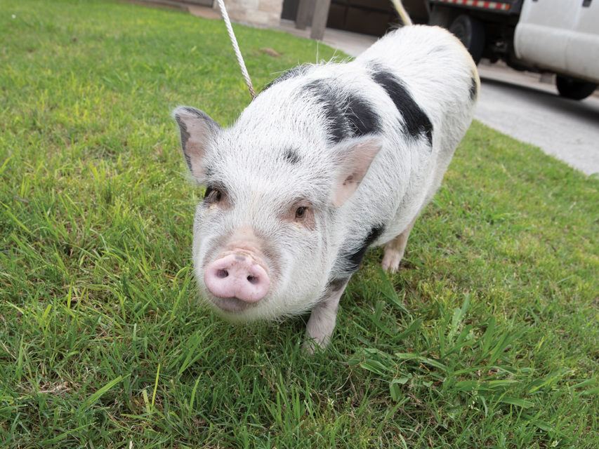 Adult Mini Pig