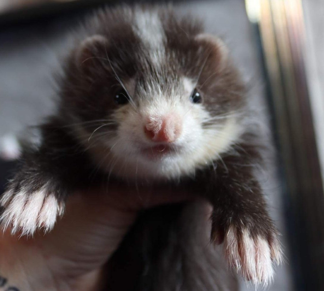 Blaze Ferret