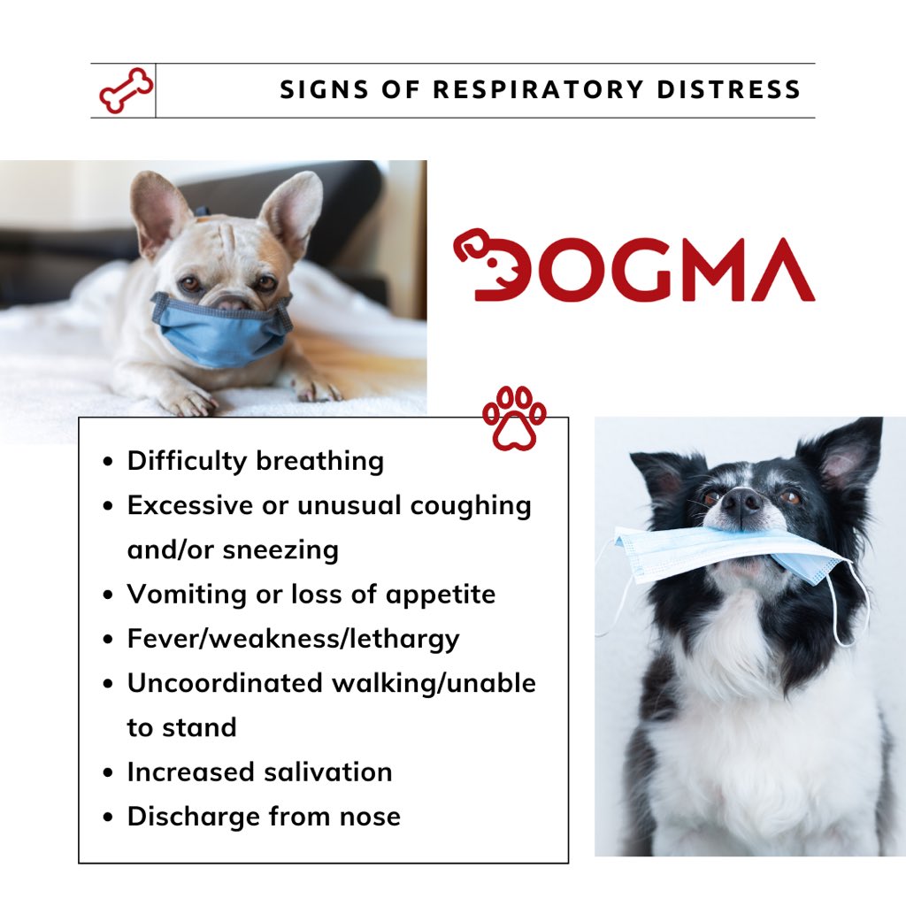 What Is A Dog Breathing Rate