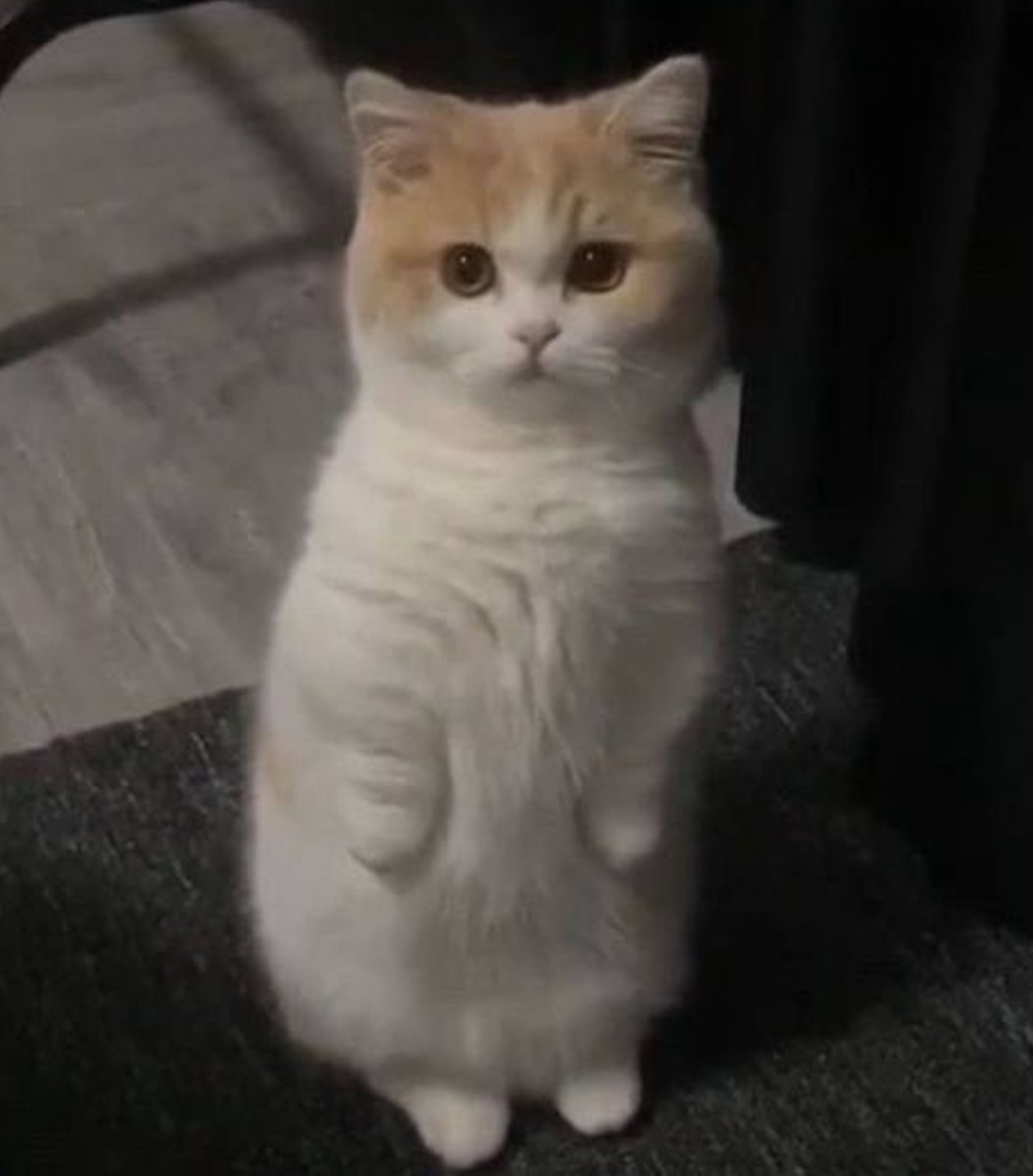 Himitsu (@NiaHimitsu) | Twitter