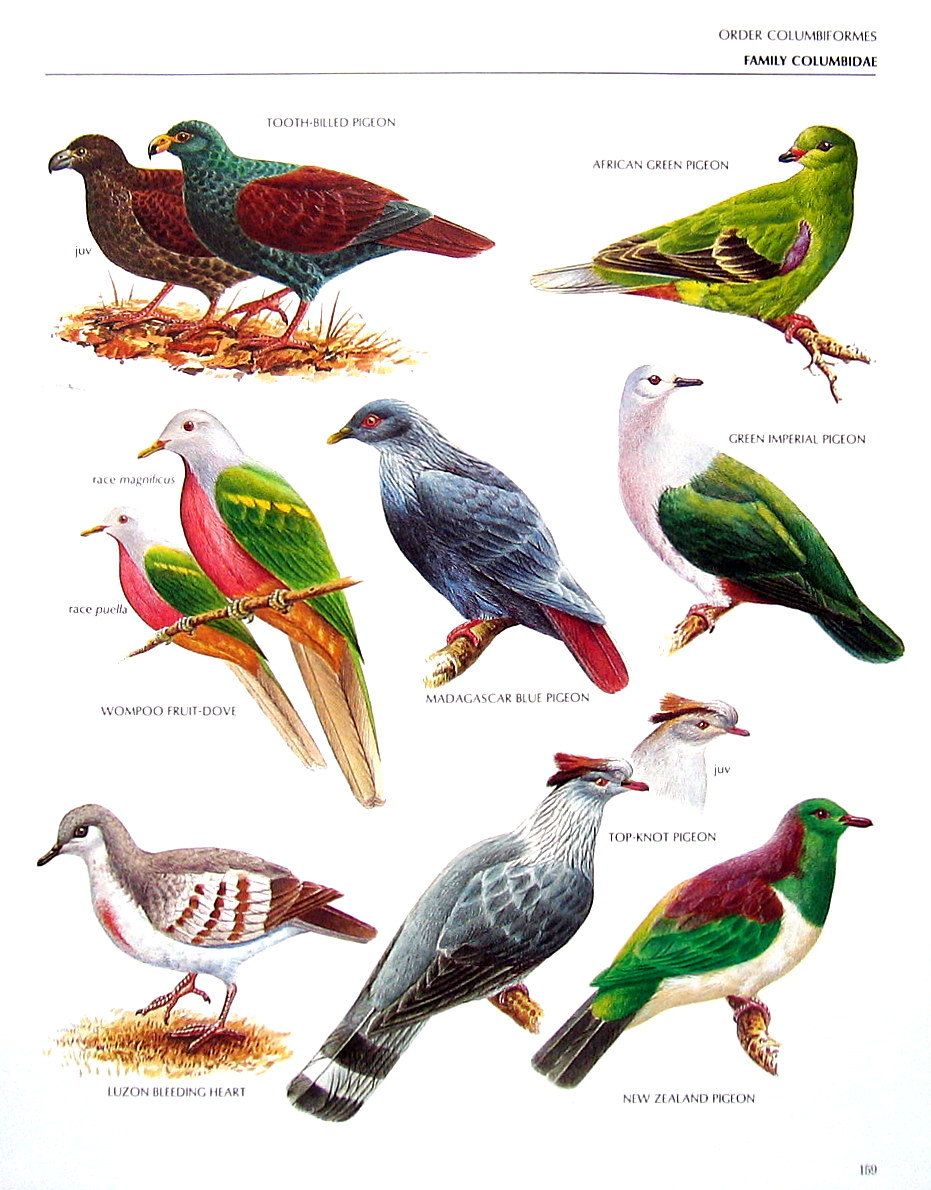 Columbiformes