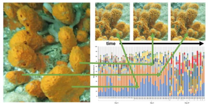 UNSW BABS on Twitter: "BABS' Jessica Taylor & @unswbees' Prof Torsten Thomas' new publication in ...
