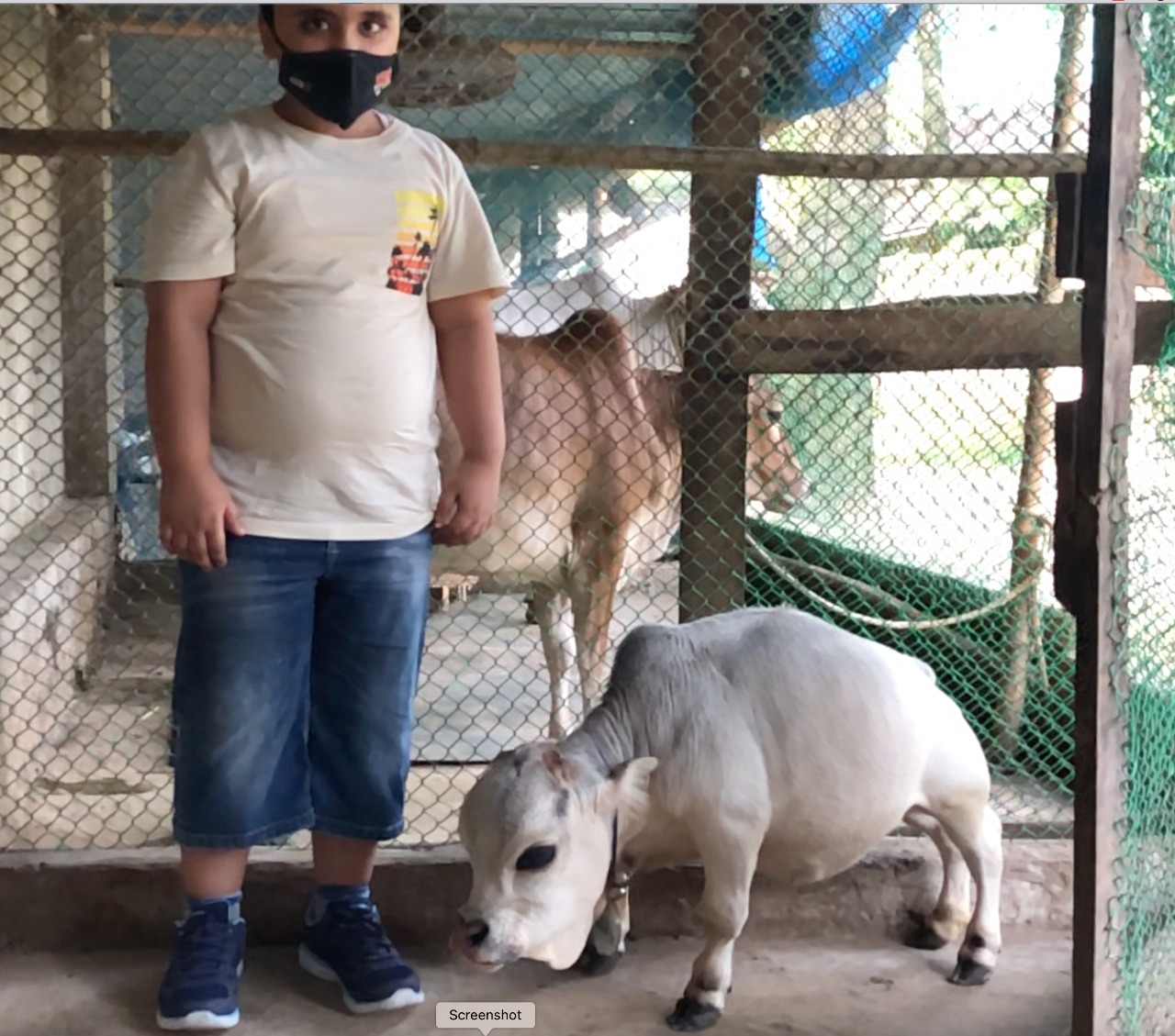 The Smallest Cow In The World