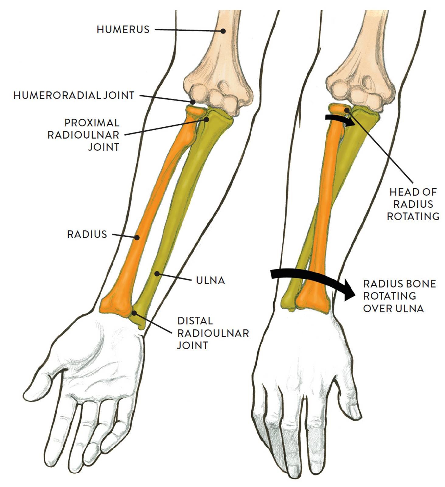 Wrist Condylar Joint