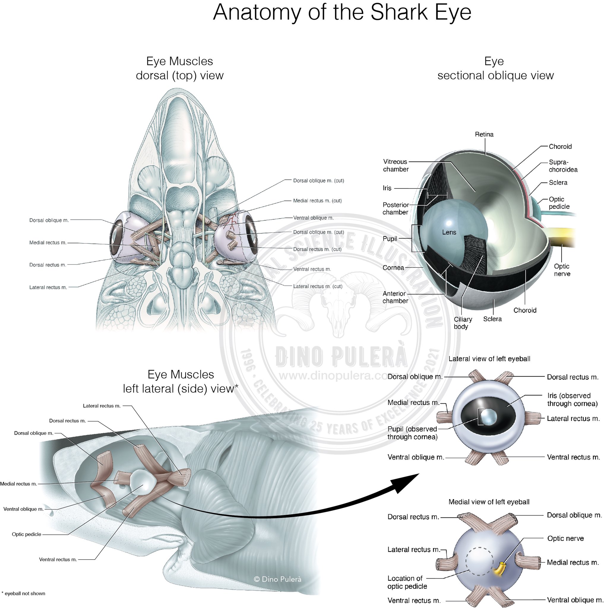 Great White Shark Eye Anatomy