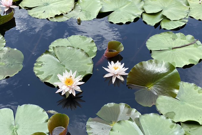 ライデル(@berry_rydell) - Twilog