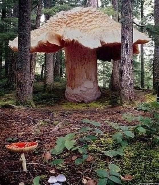 Giant Armillaria Ostoyae
