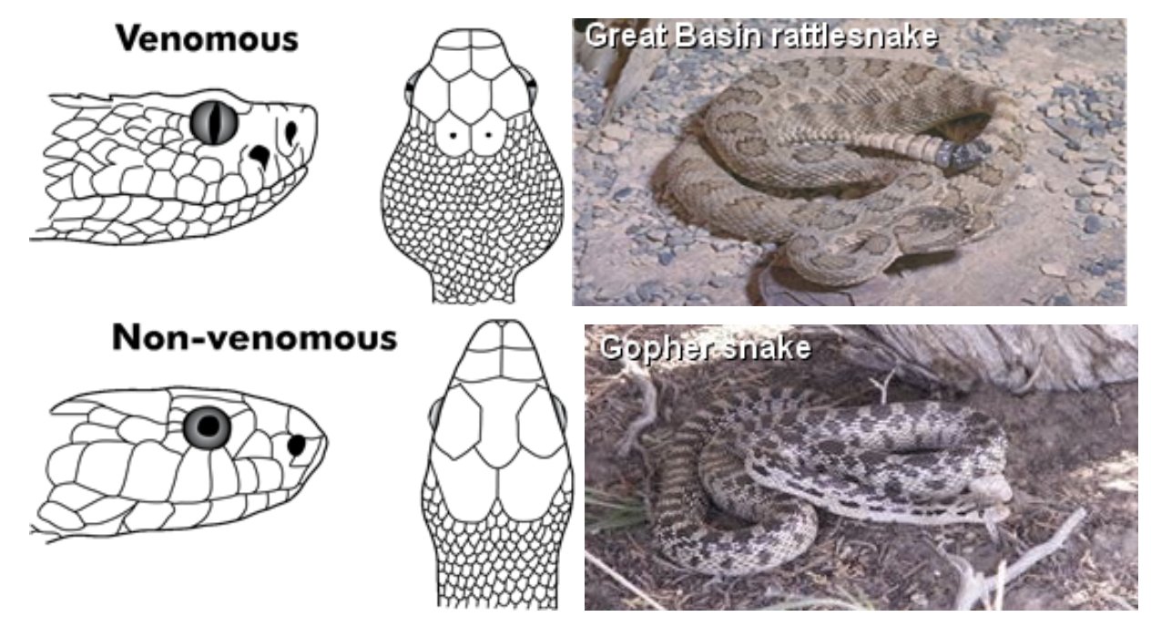 Non Poisonous Snakes Eyes