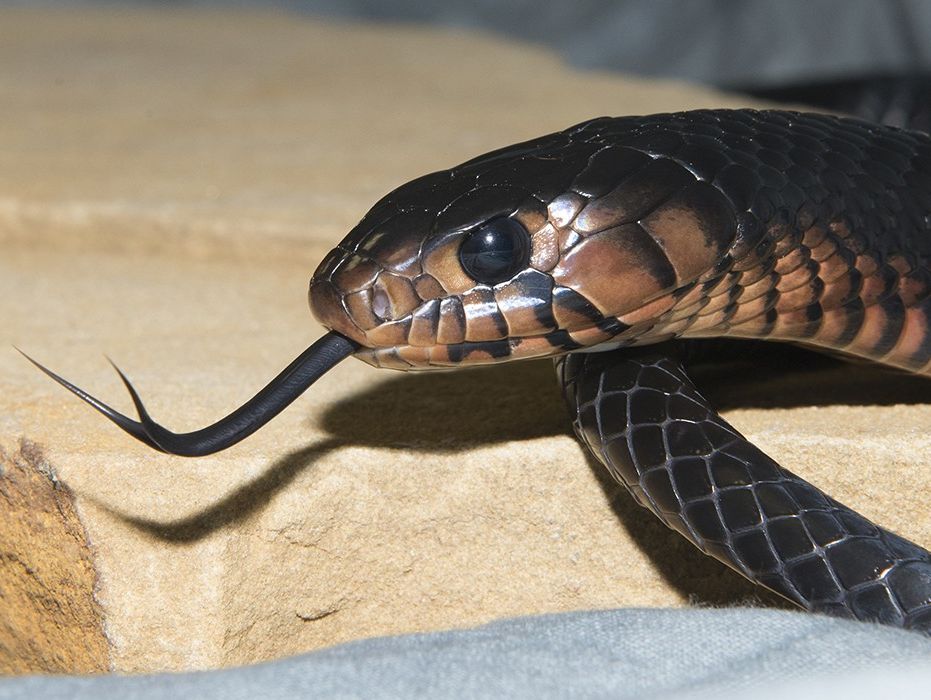 Eastern Indigo Snake Eating