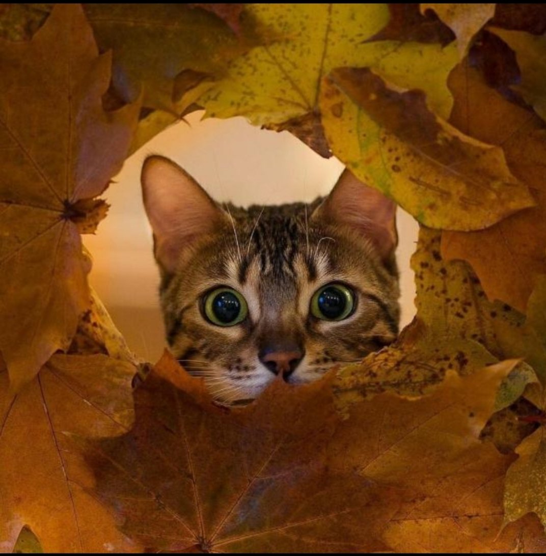 Basarath Bashir (@BasarathBashir) | Twitter