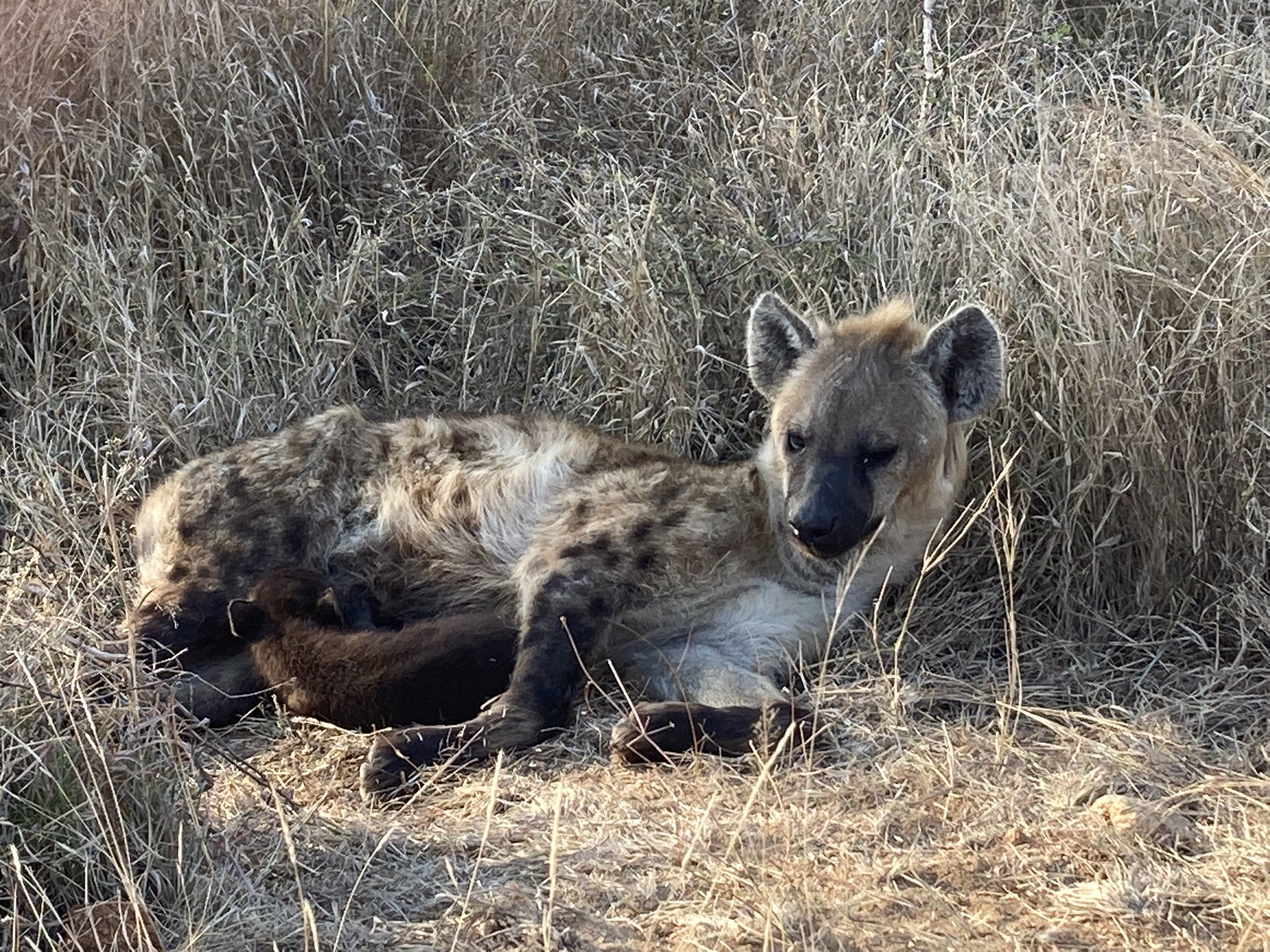 Spotted Hyena Giving Birth