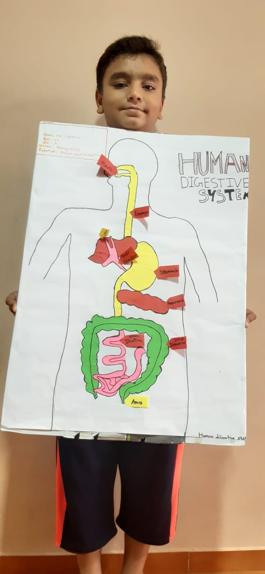 Digestive System Model Project