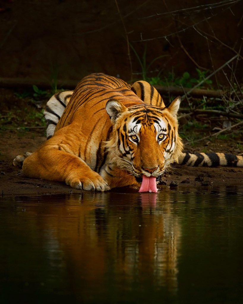 Fire And Water Tiger Wallpaper