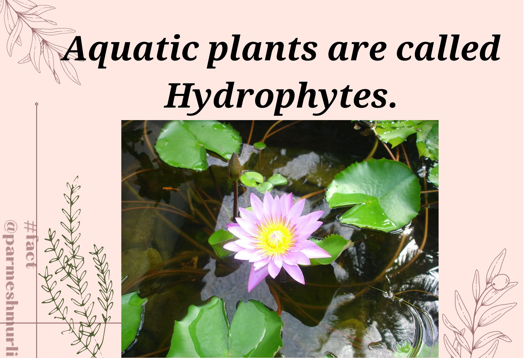 Hydrophytes Lotus